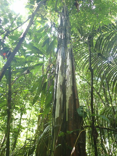 Eugenia tetramera · iNaturalist Mexico