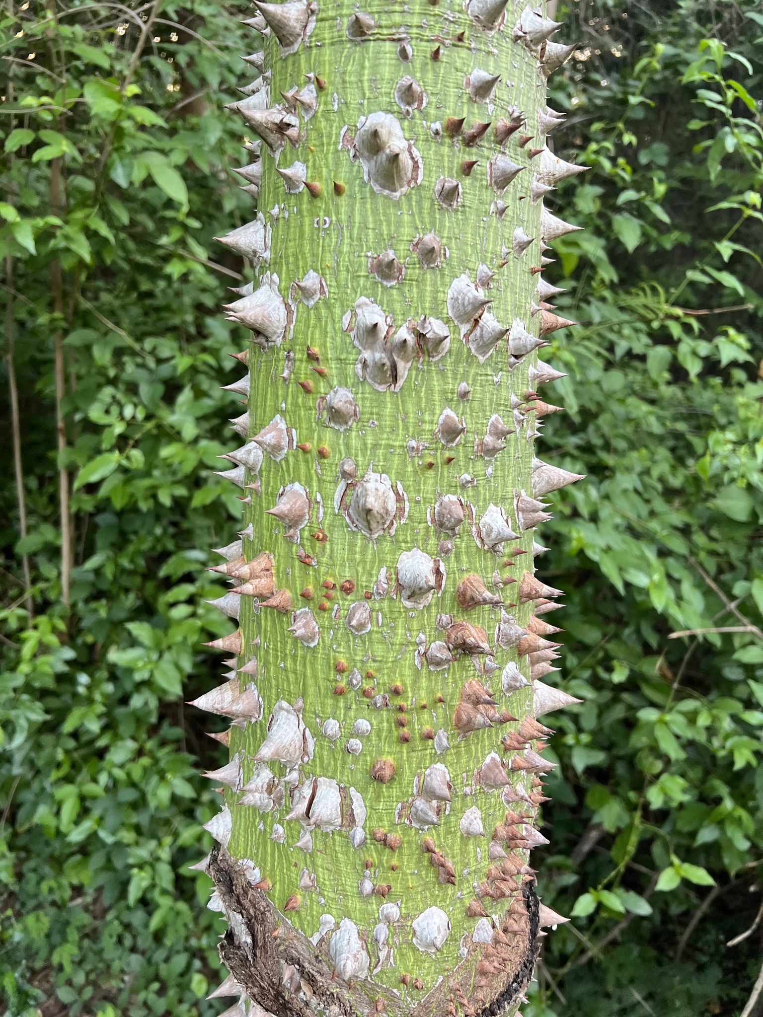 Ceiba pentandra (L.) Gaertn.