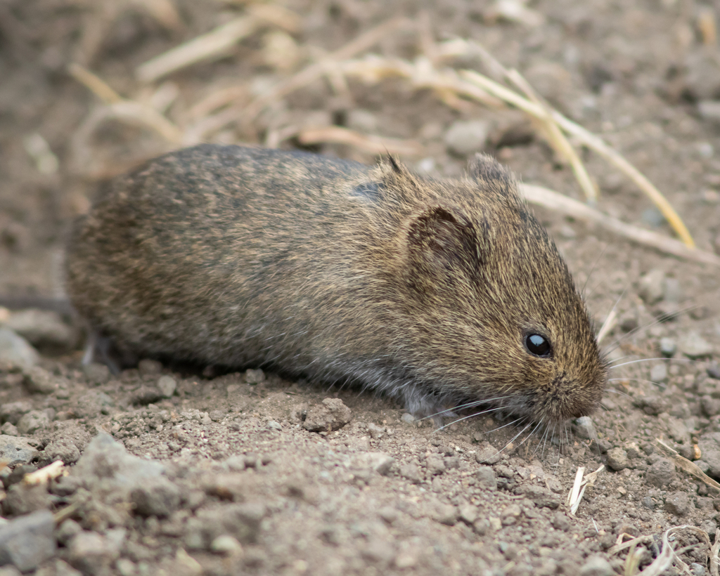 California Vole (Microtus californicus) - Know Your Mammals