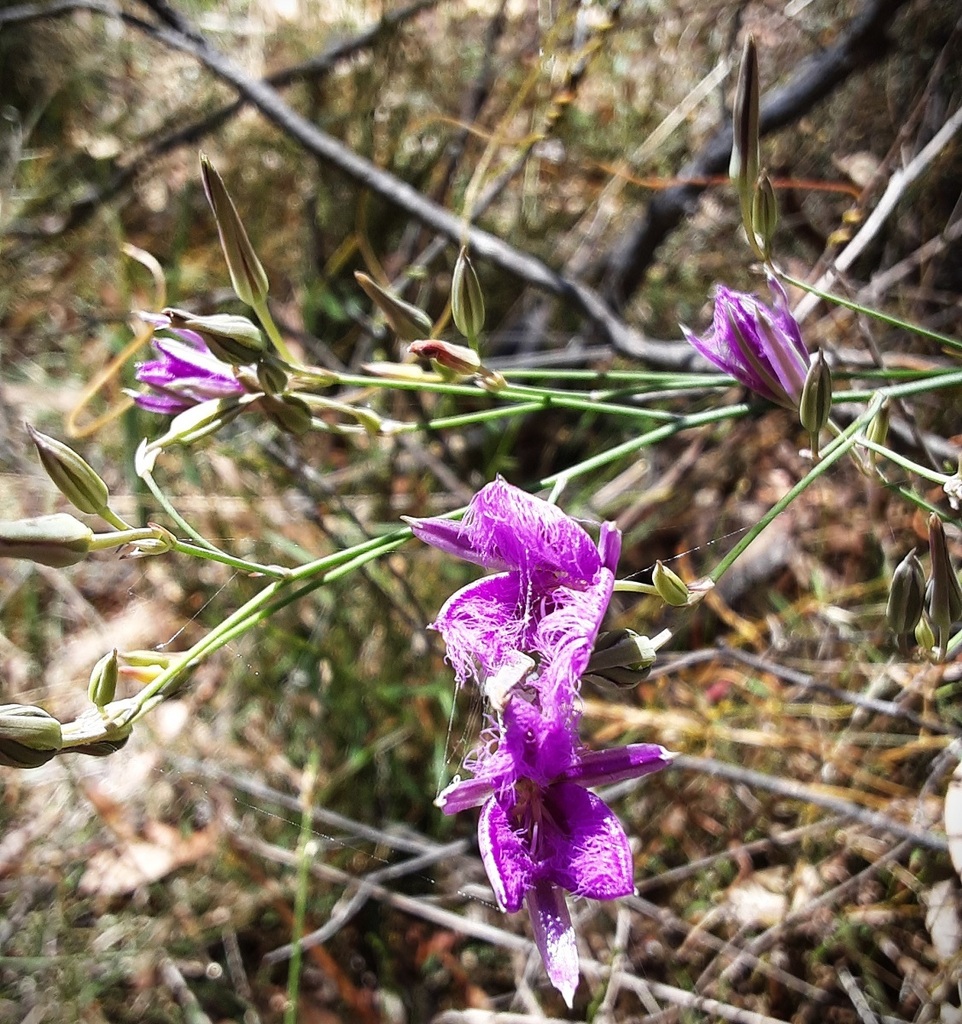 Nodding Chocolate Lily from Clandulla State Forest NSW 2848, Australia ...