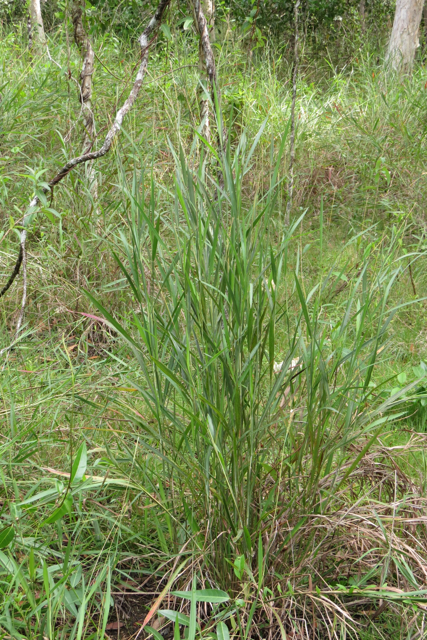 Ischaemum australe R.Br.