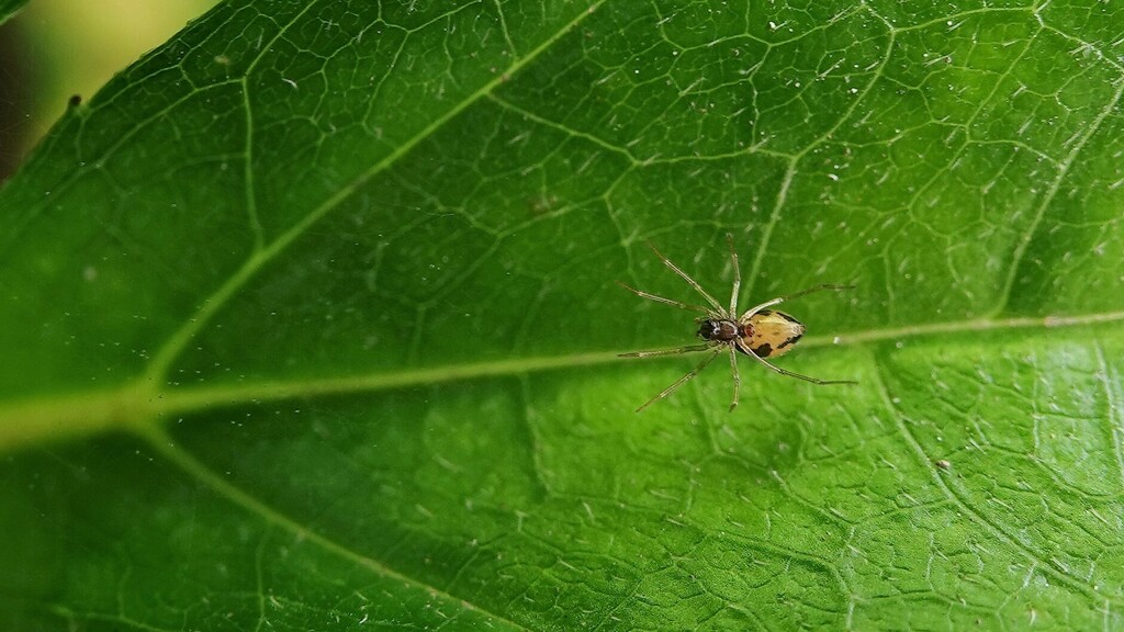 Sheetweb and Dwarf Weavers from Thakur Village Road West, Evershine ...