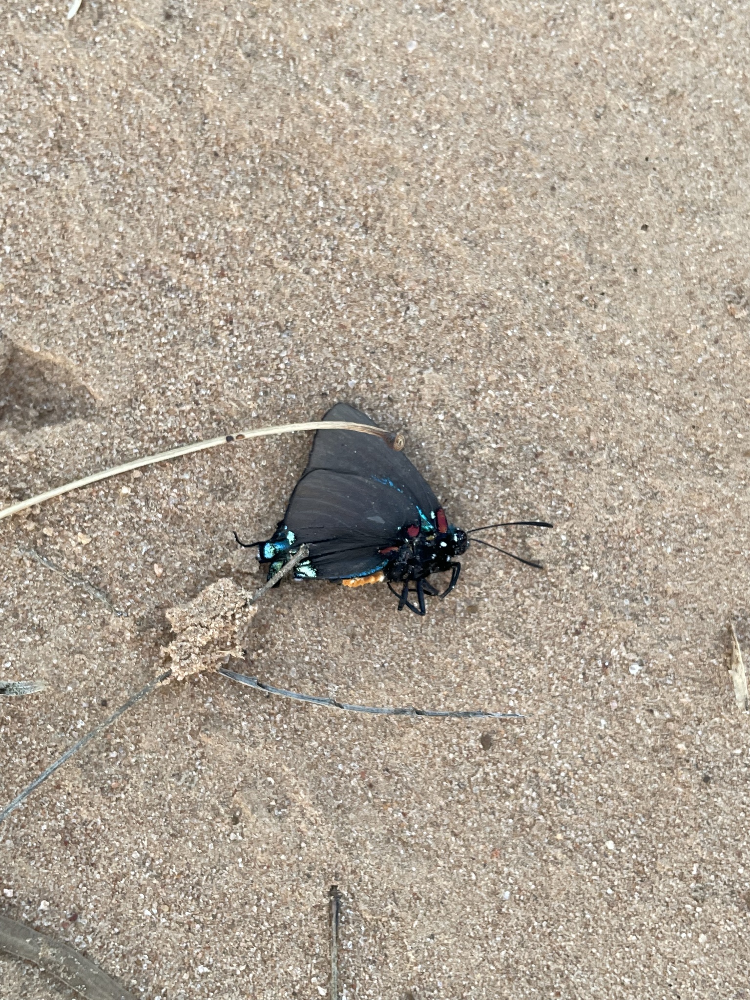 Atlides Hübner, 1819