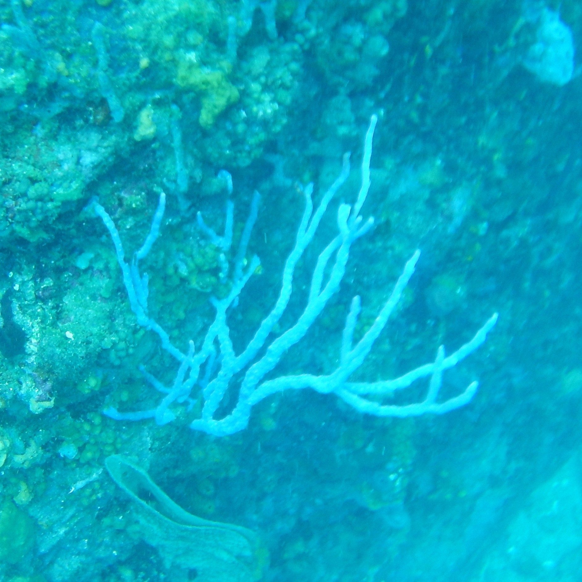 Aplysinidae