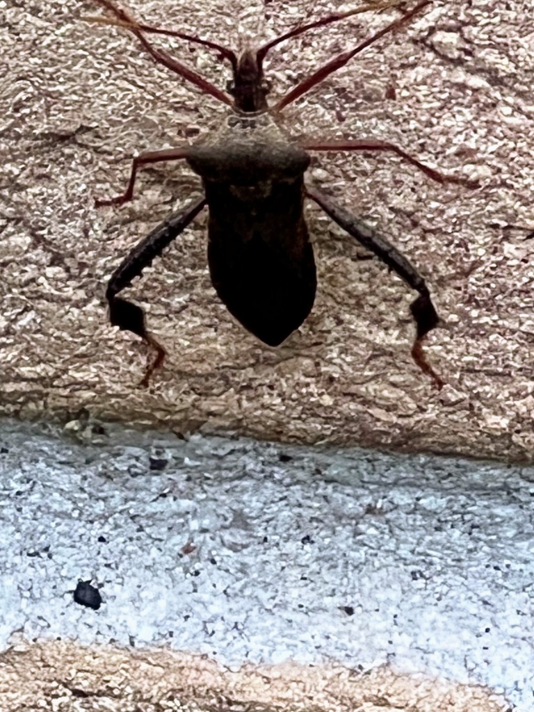 Magnolia Leaf-footed Bug from Briarforest, Houston, TX, USA on January ...