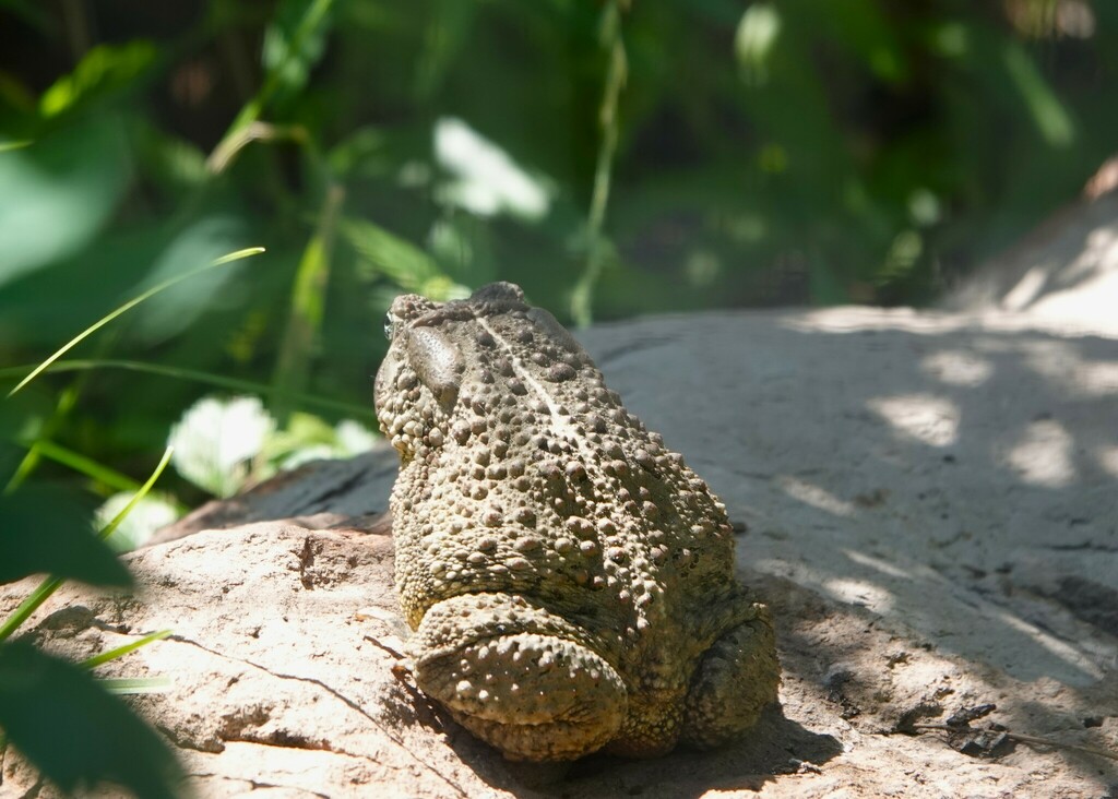 Woodhouse's Toad from Barelas, Albuquerque, NM, USA on June 15, 2022 at ...