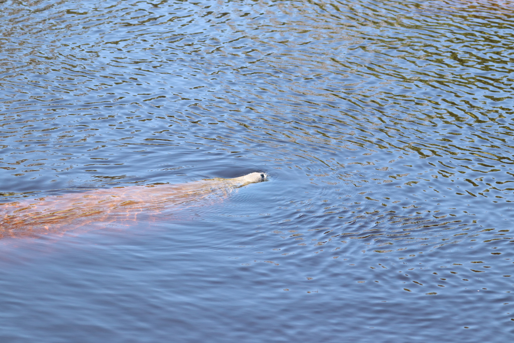 Trichechus manatus Linnaeus, 1758