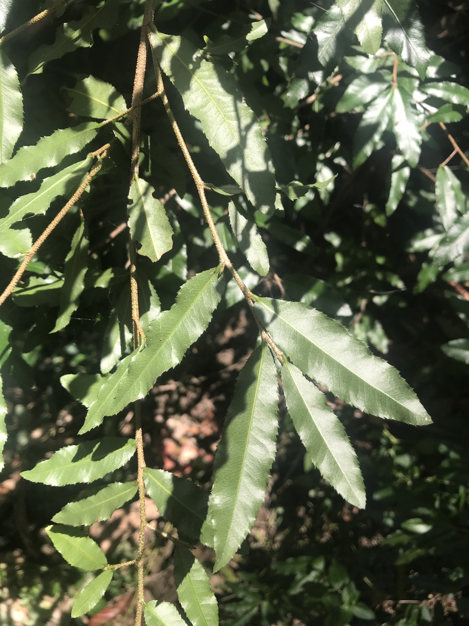 Ochna serrulata (Hochst.) Walp.