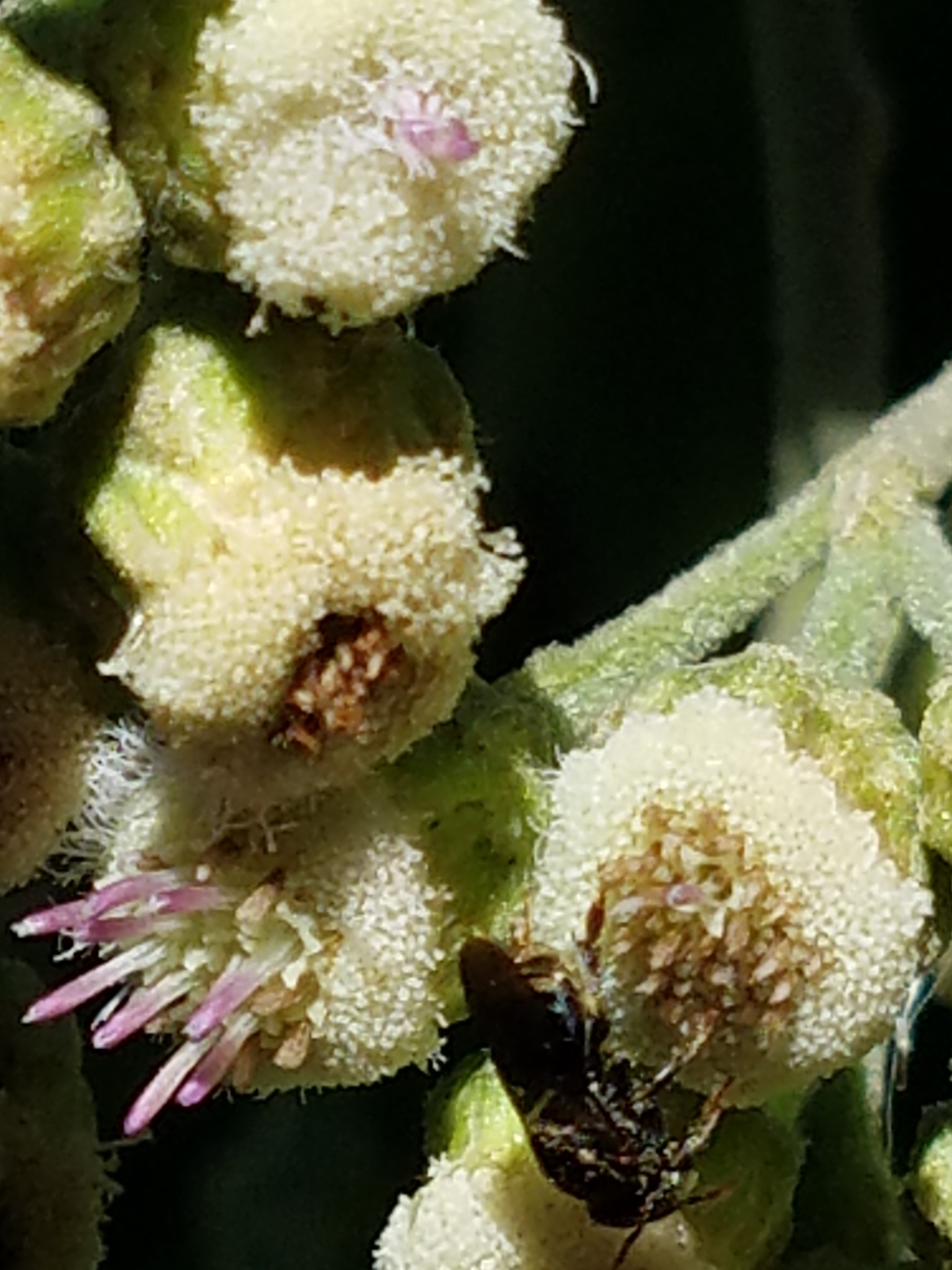 Nannotrigona perilampoides (Cresson, 1879)