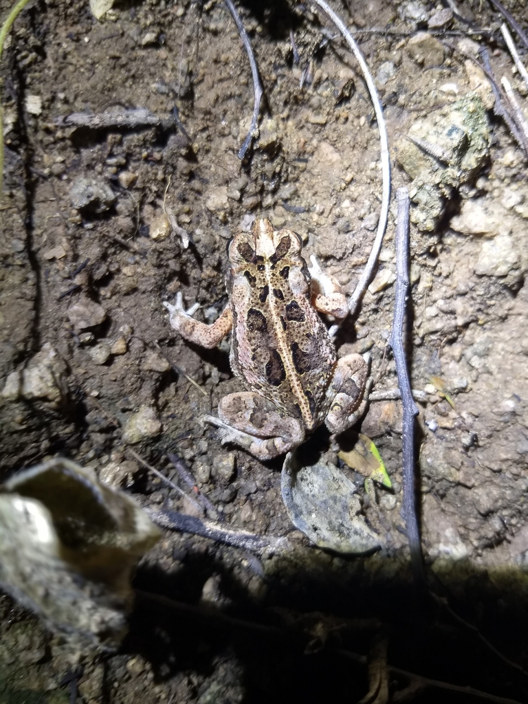 Marbled Toad from 85776 Son., México on August 4, 2022 at 07:56 PM by ...