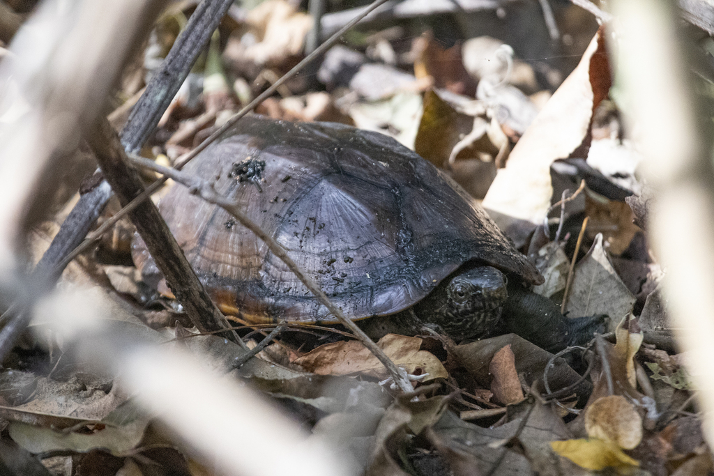 Oaxaca Mud Turtle from Santa María Huatulco, Oax., Mexico on January 3 ...