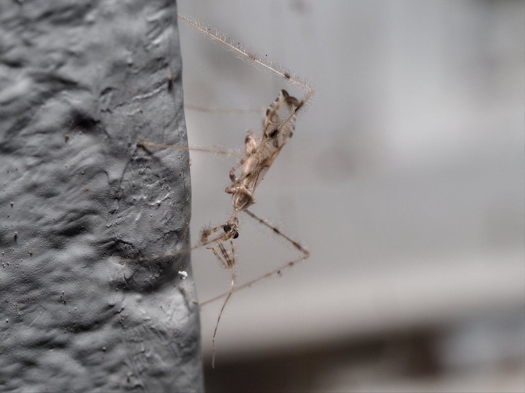 Spider Assassin Bugs from Tarzali QLD 4885, Australia on January 18 ...