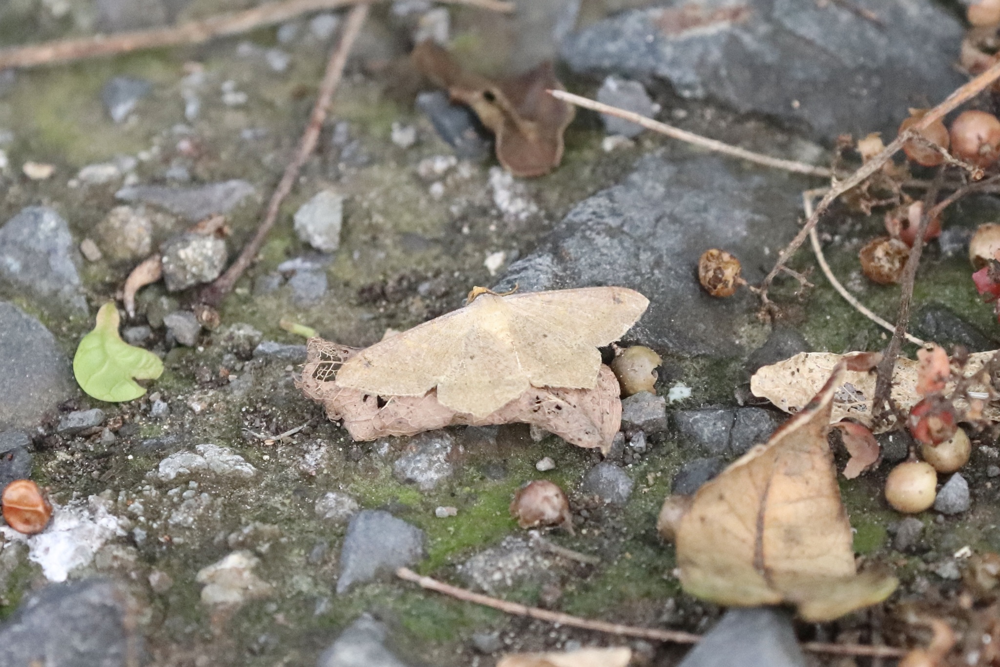 Macaria abydata Guenée