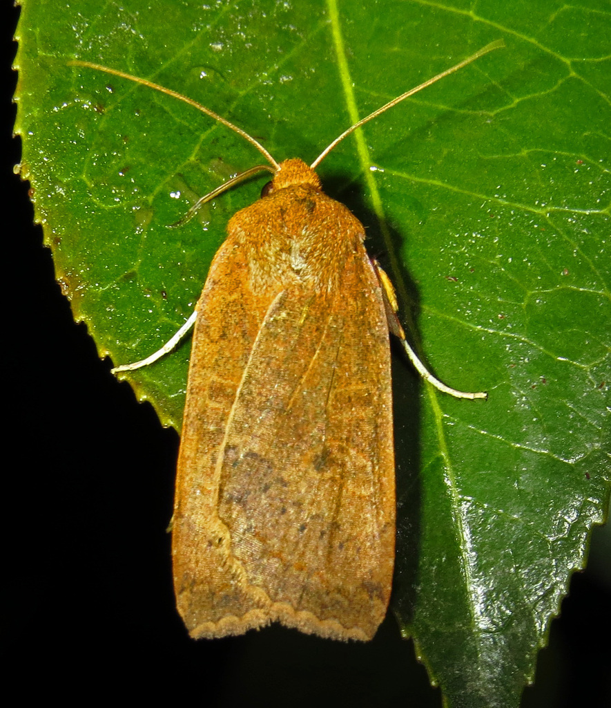 Roadside Sallow from 608 Martin Ave, Boaz, AL 35957, USA on January 18 ...