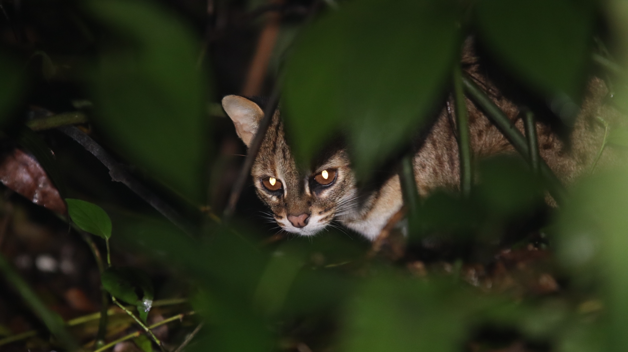 Prionailurus bengalensis (Kerr, 1792)