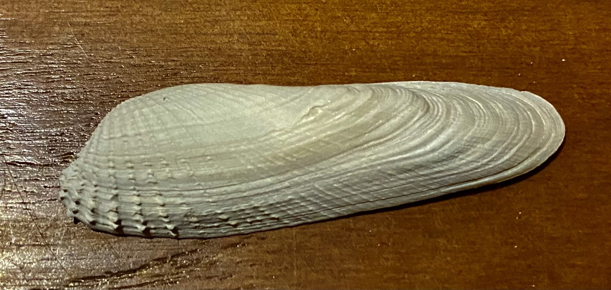 Petricolaria pholadiformis (Lamarck, 1818)