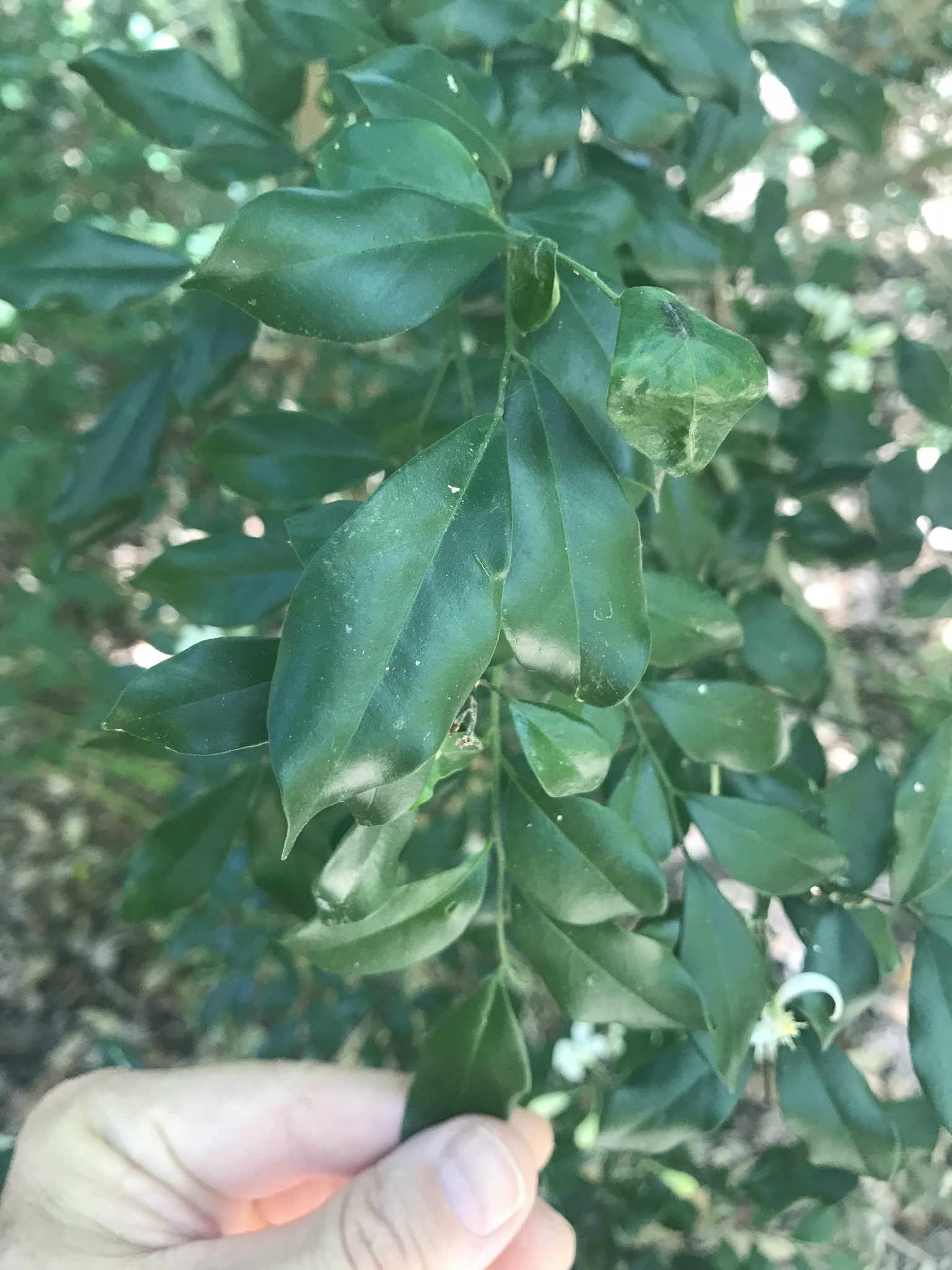 Murraya J.Koenig ex L.