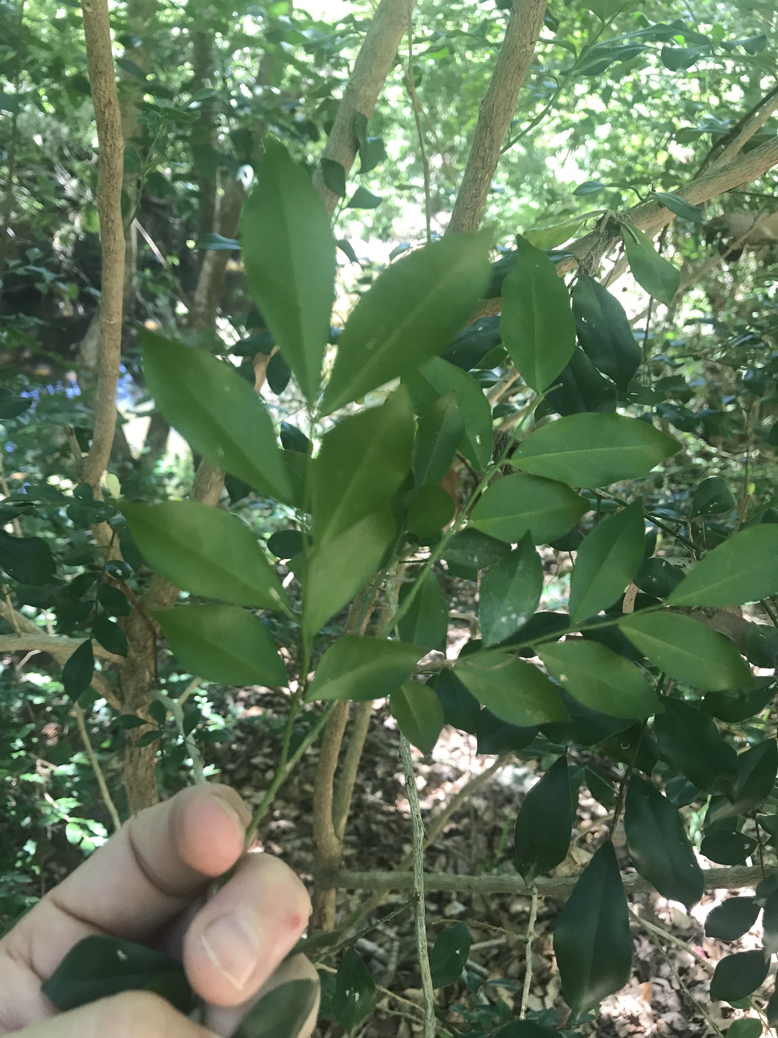 Murraya J.Koenig ex L.