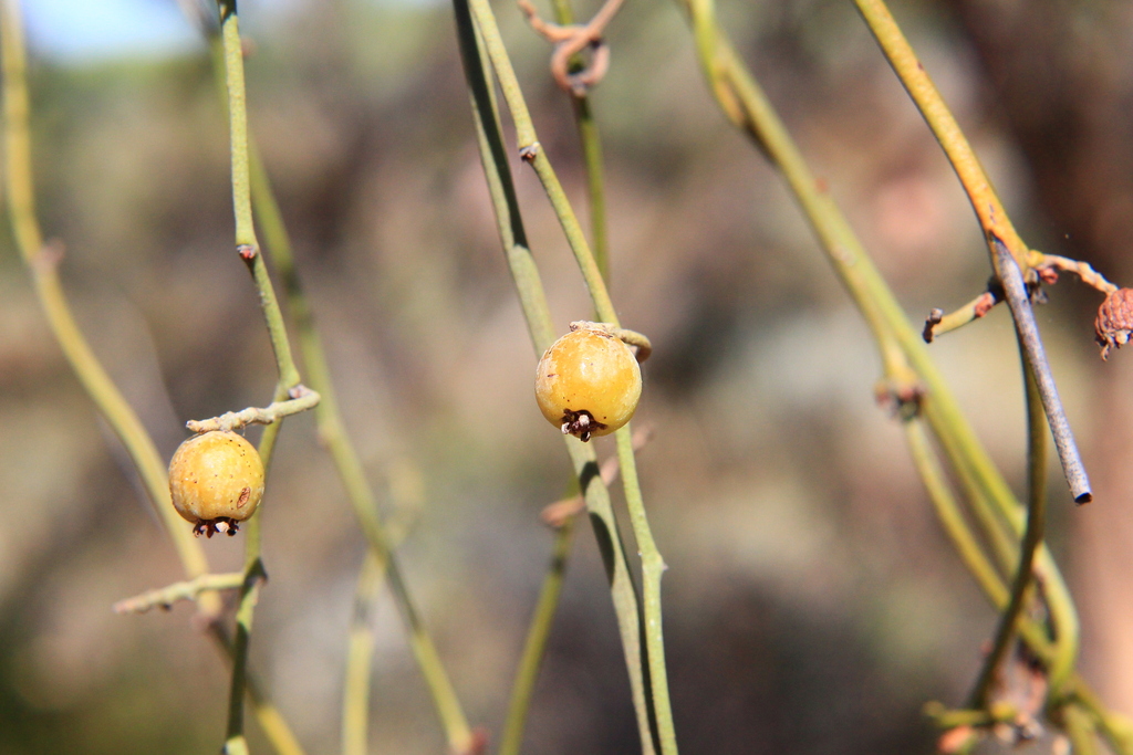 Coarse Dodder-laurel in January 2023 by cinclosoma · iNaturalist