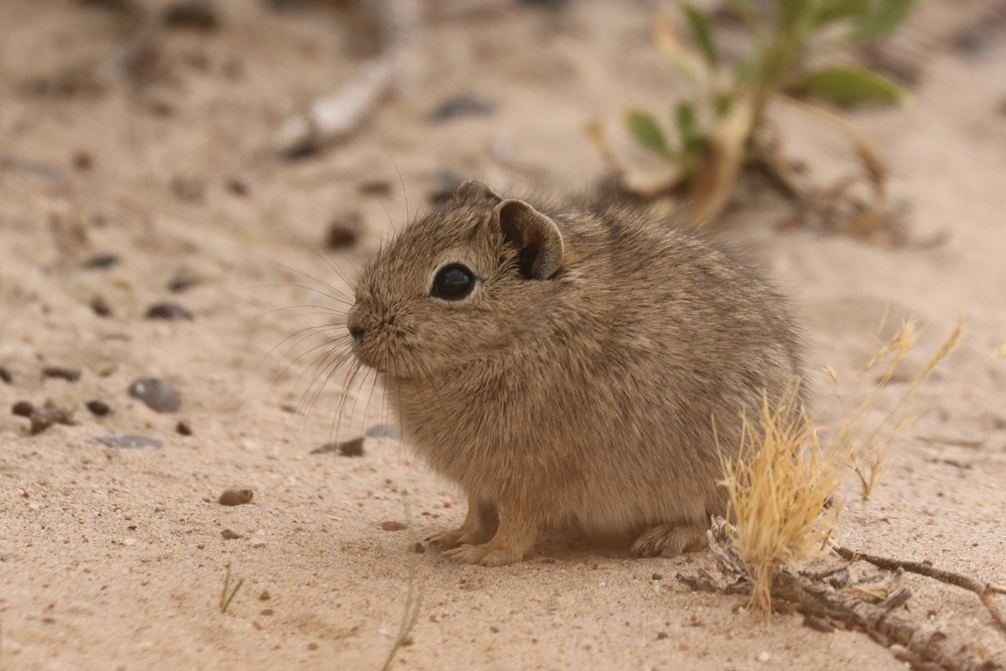 Microcavia H.Gervais & Ameghino, 1880