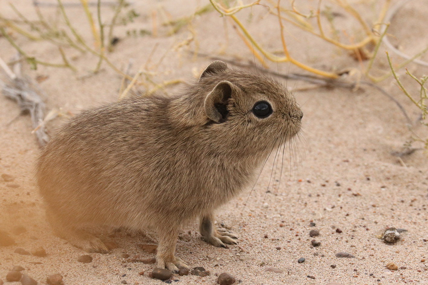 Microcavia H.Gervais & Ameghino, 1880