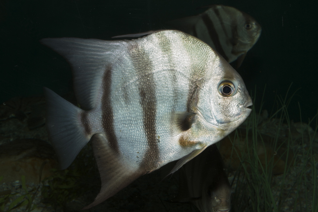 Atlantic Spadefish (CMAS Spearfishing 2025) · iNaturalist