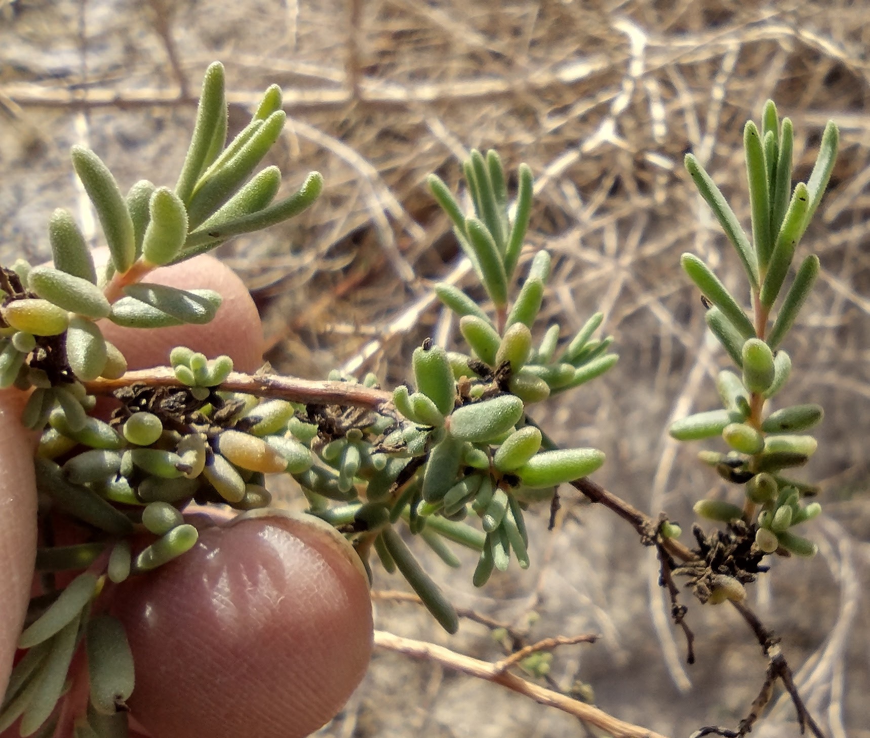 Suaeda nigra (Raf.) J.F.Macbr.