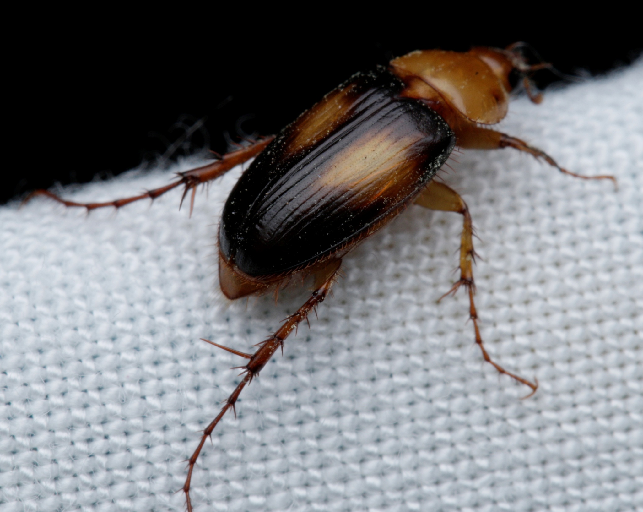 Phyllotocus Fischer von Waldheim, 1823