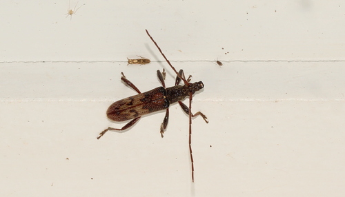 Strongylurus ornatus · iNaturalist