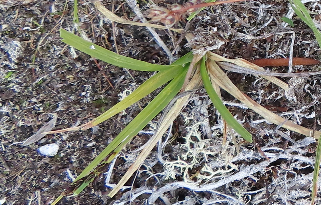 Bigelow's sedge from Paamiut, Greenland on July 29, 2022 at 11:49 AM by ...