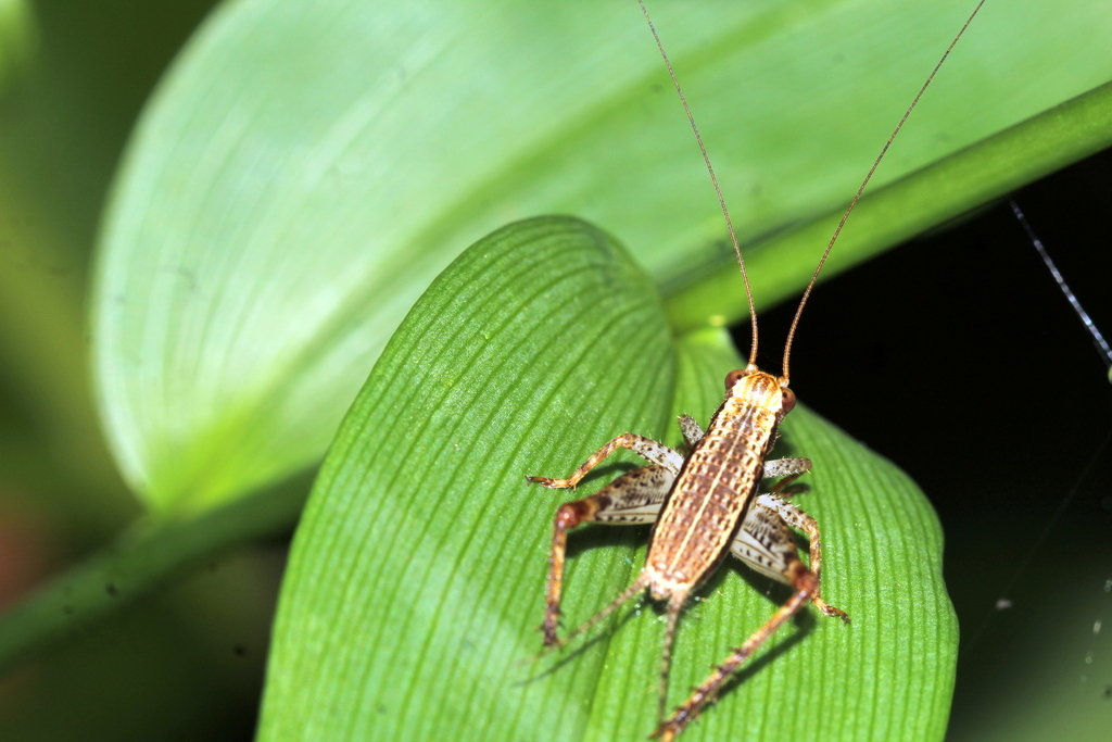 Cardiodactylus novaeguineae from Cairns QLD, Australia on November 24 ...
