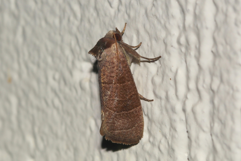 Insects from Cairns QLD, Australia on November 24, 2022 at 08:34 PM by ...