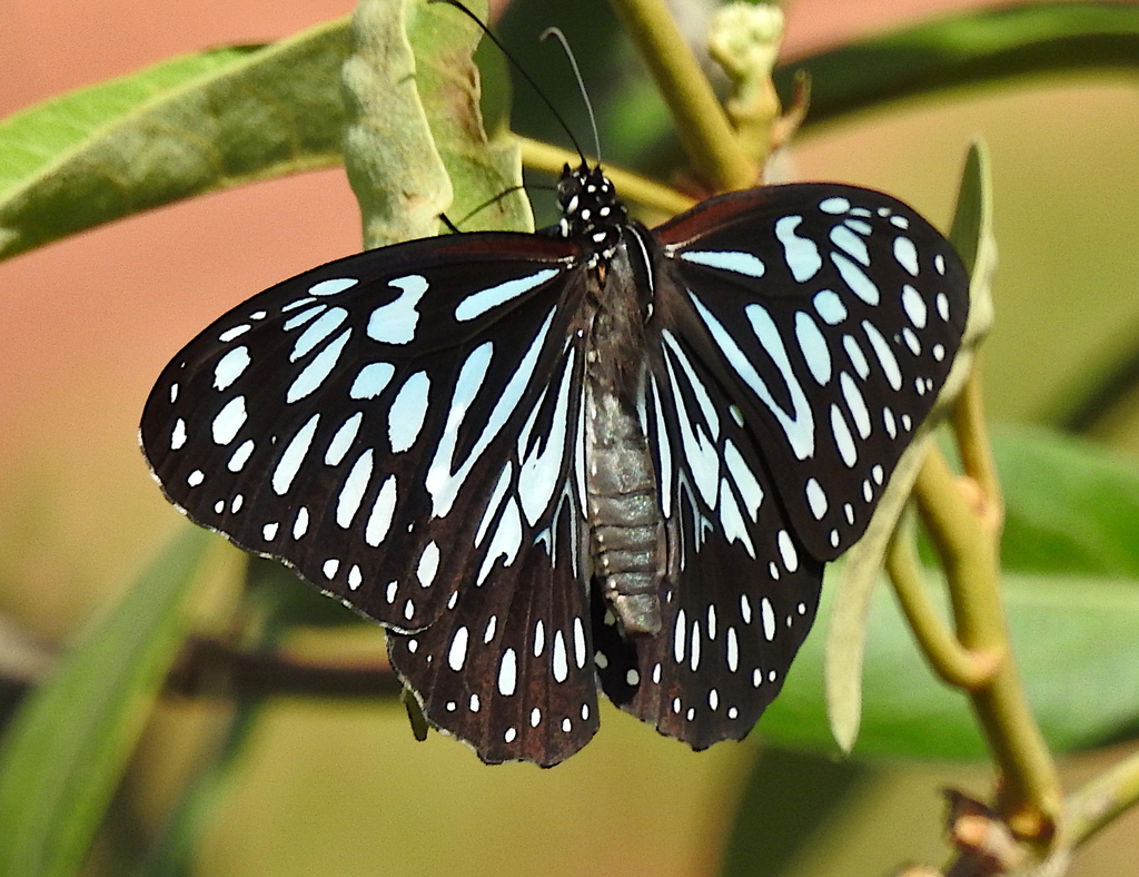 Blue Wanderer in March 2020 by cirolana · iNaturalist