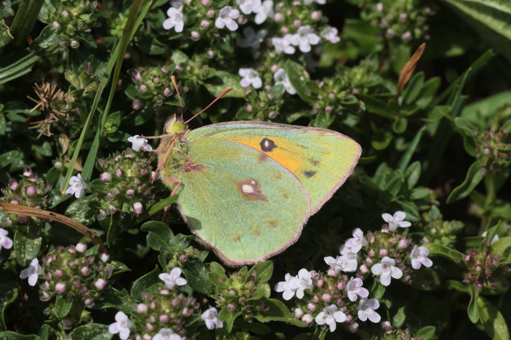 Colias thisoa from Aghveran 2503, Armenia on July 6, 2011 by Heiner ...