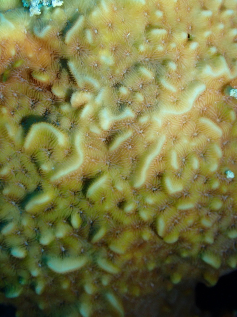 Corrugated Coral from Naviti Island, Fiji on January 12, 2023 at 11:35 ...