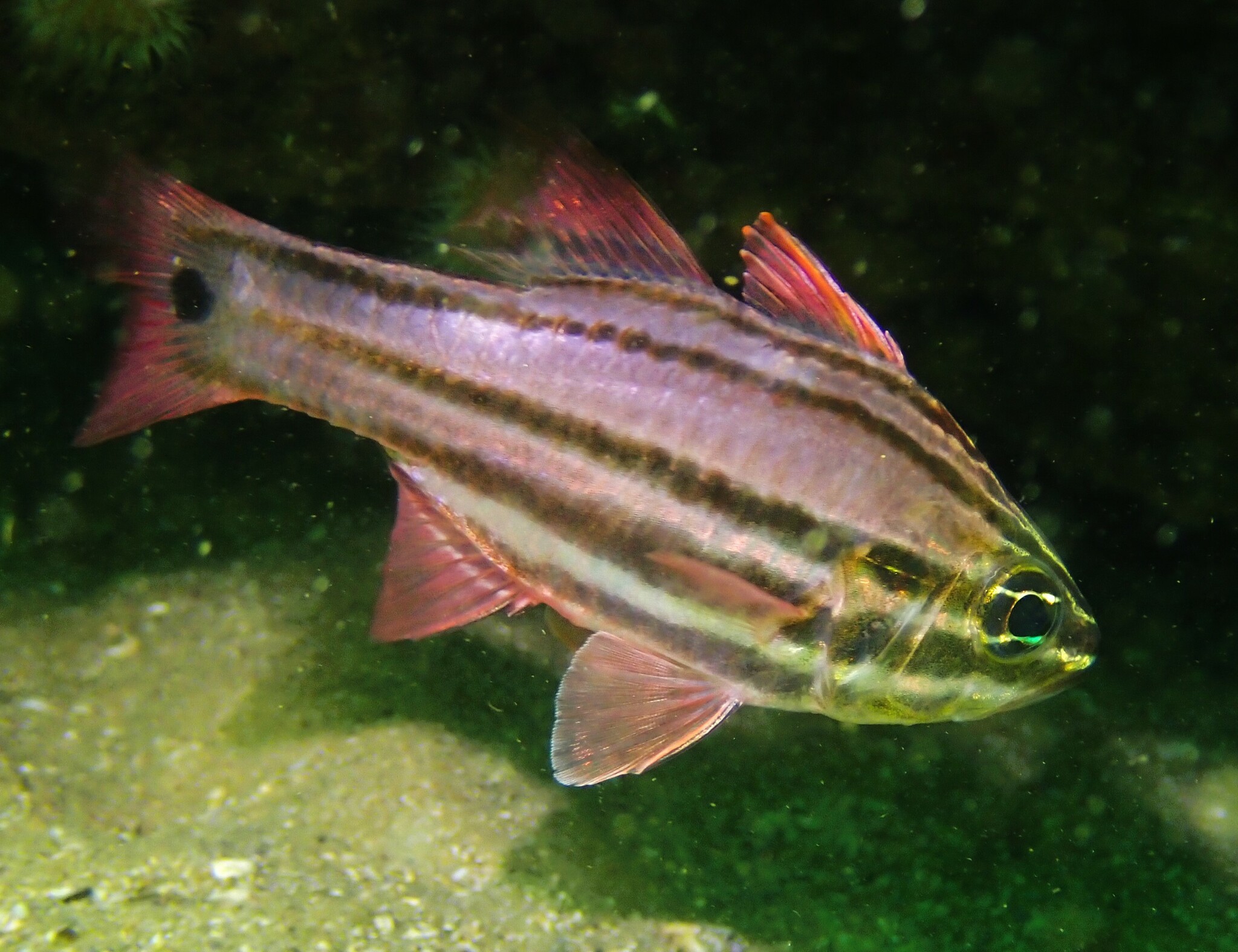 Apogonidae