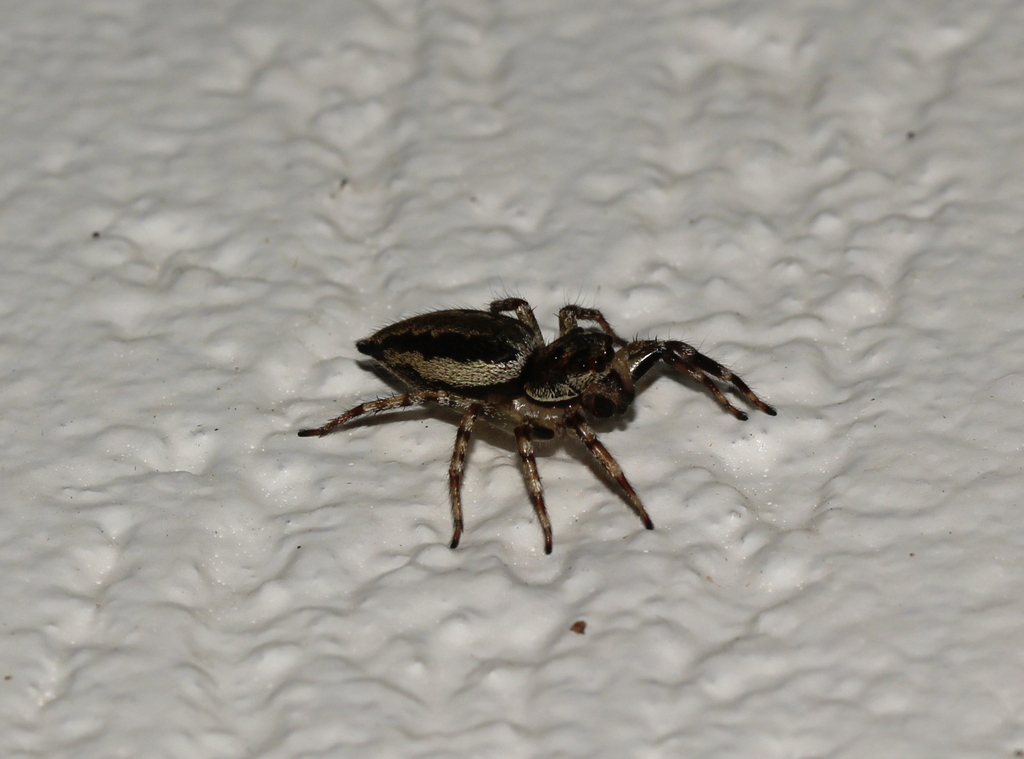 Swifts' Ant-hunter Spider from Cairns QLD, Australia on November 24 ...