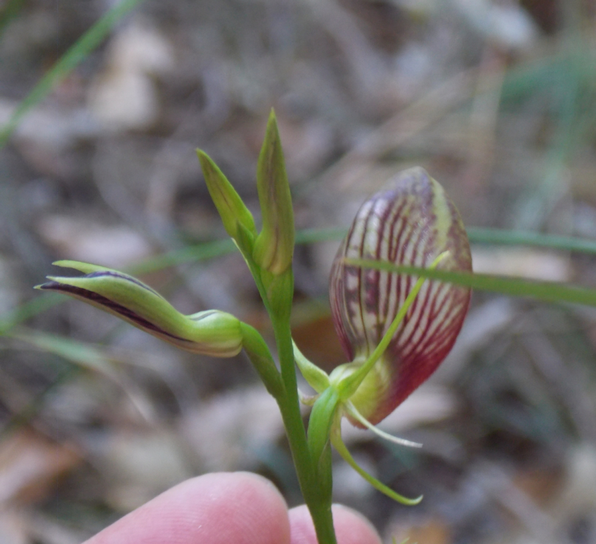 Cryptostylis erecta R.Br.
