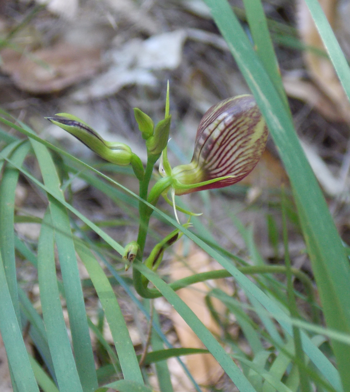 Cryptostylis erecta R.Br.