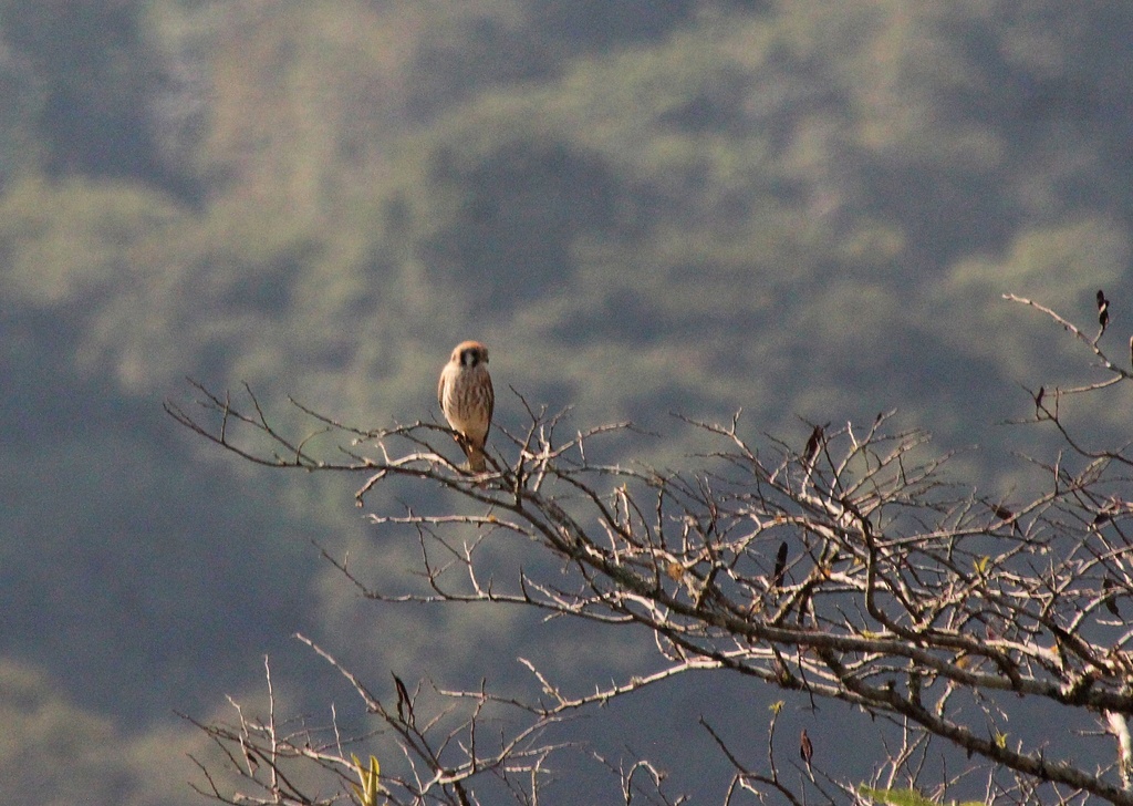 American Kestrel from Huatusco, Ver., México on January 18, 2023 at 03: ...