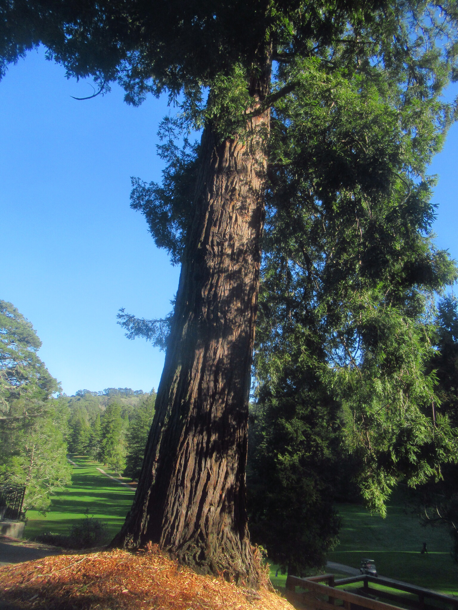 Sequoia sempervirens (D.Don) Endl.
