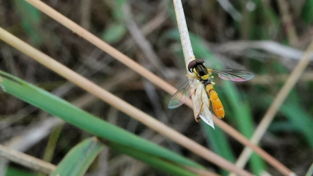 Sphaerophoria macrogaster from Moitem, Goa 403503, India on December 16 ...