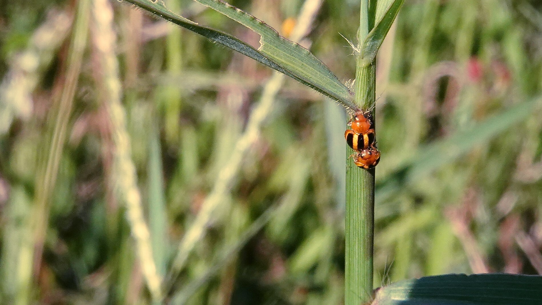 Brumoides E.A.Chapin, 1965