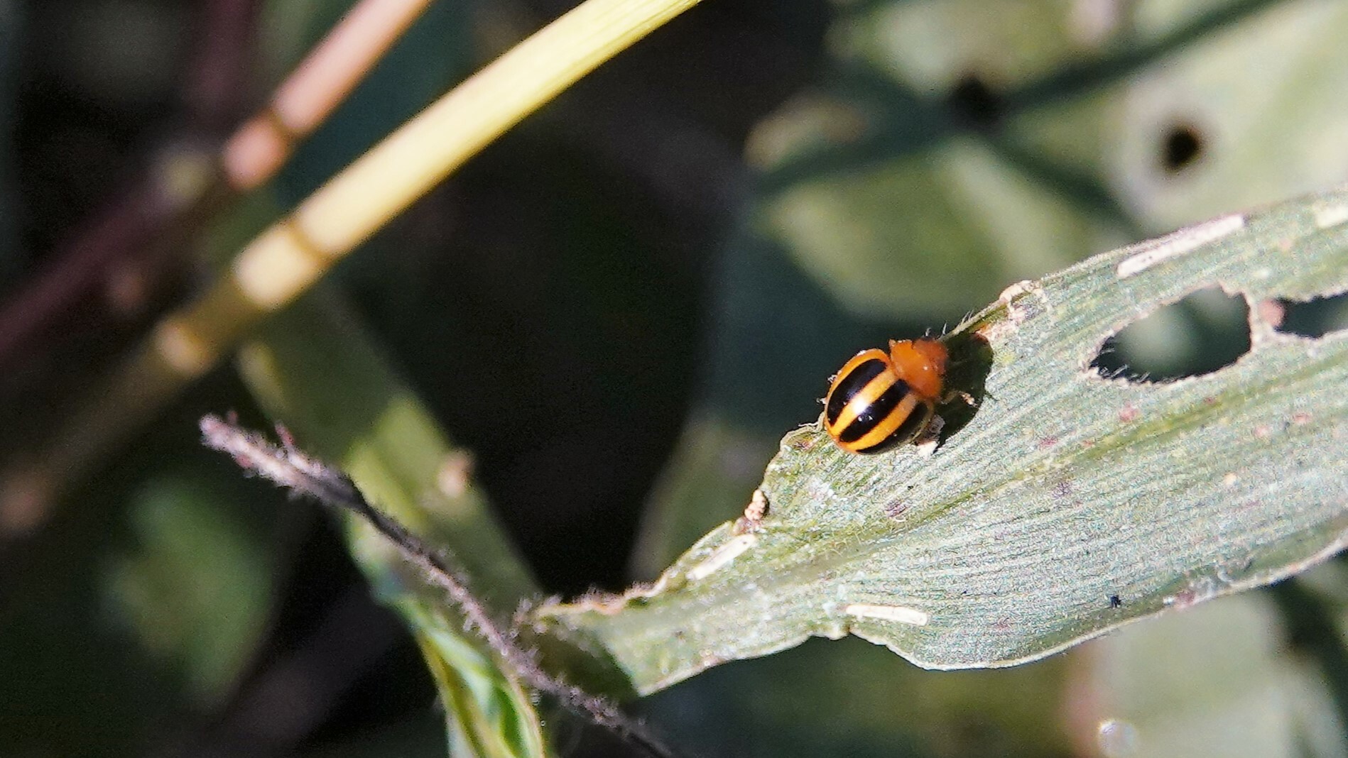 Brumoides E.A.Chapin, 1965