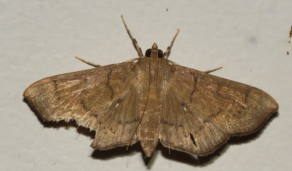 Omiodes basalticalis from Cairns QLD, Australia on November 25, 2022 at ...