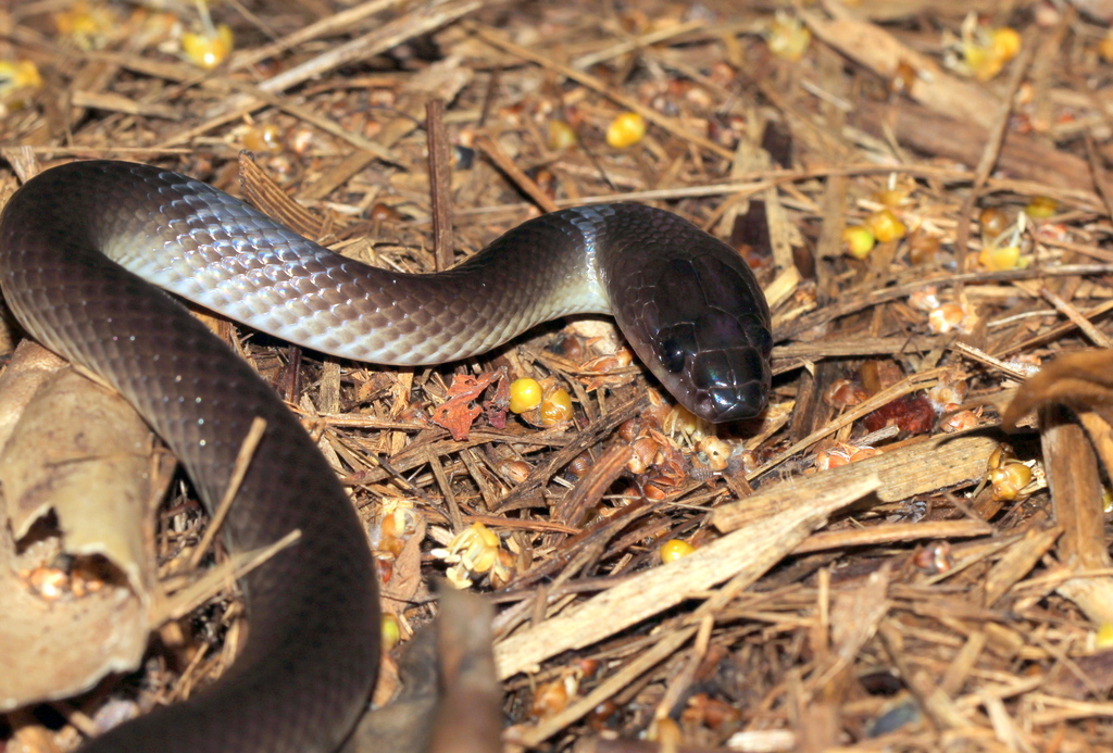 Slaty-grey snake from Cairns QLD, Australia on November 25, 2022 at 11: ...