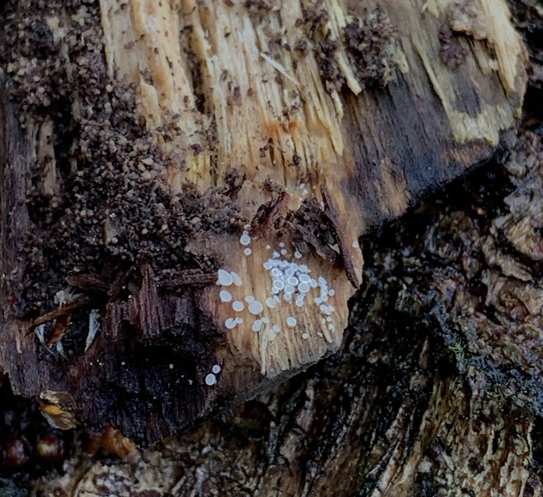 Lachnum virgineum (Batsch) P.Karst.