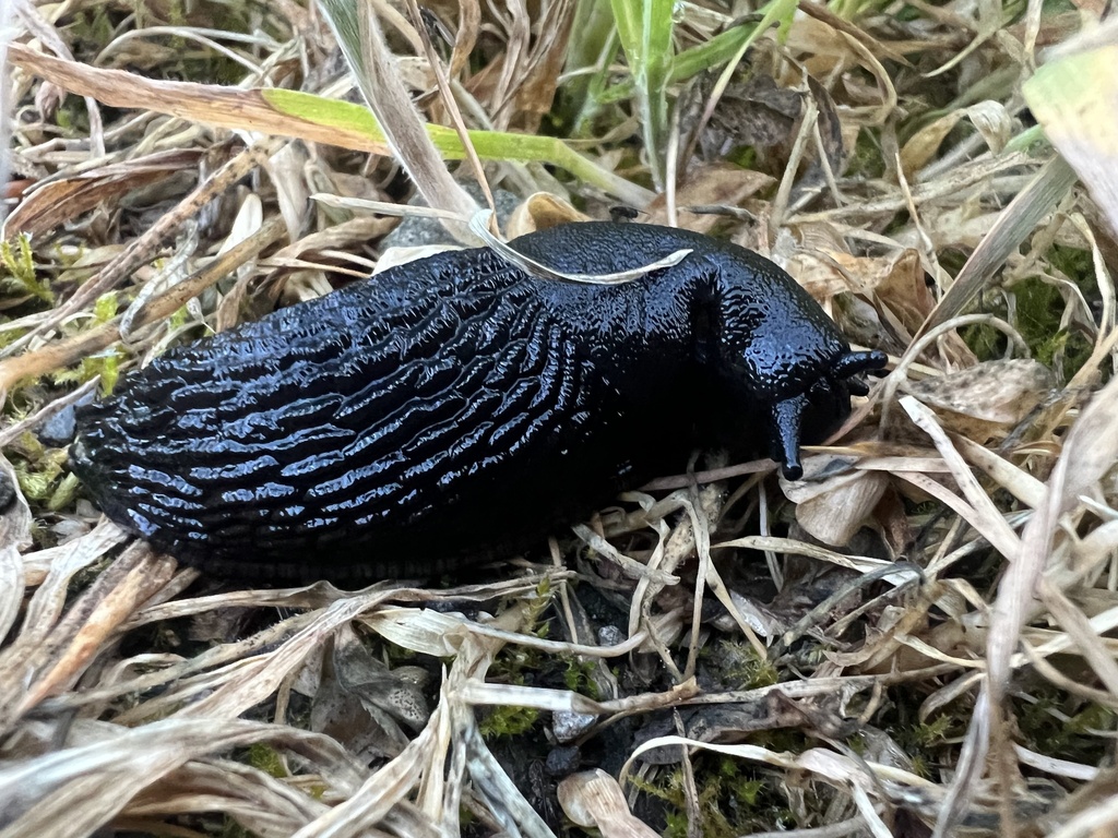 Black Slug (Gastropods of the United States Pt.5) · iNaturalist