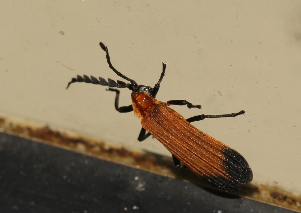 Net-winged Beetles from Cairns QLD, Australia on December 27, 2022 at ...