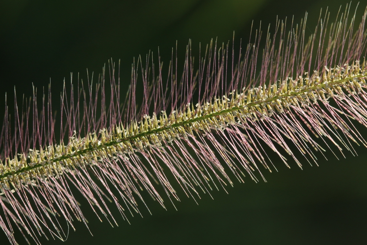 Perotis patens Gand.